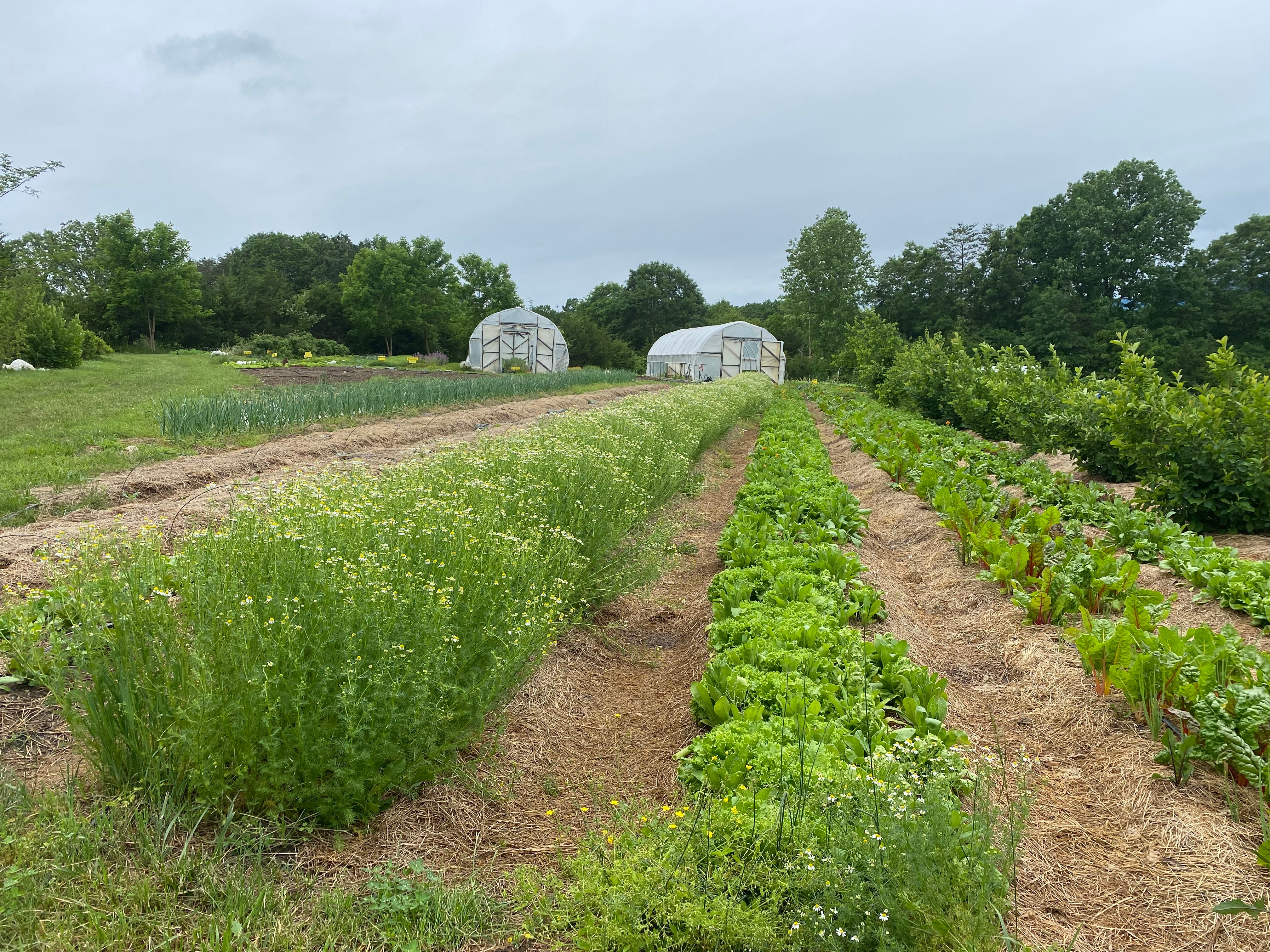 sustainably grown herbs vegetables small batch cultures sauerkrauts ...